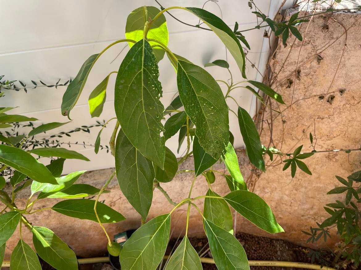 L’avocatier Bacon, sa culture et son prix d’achat