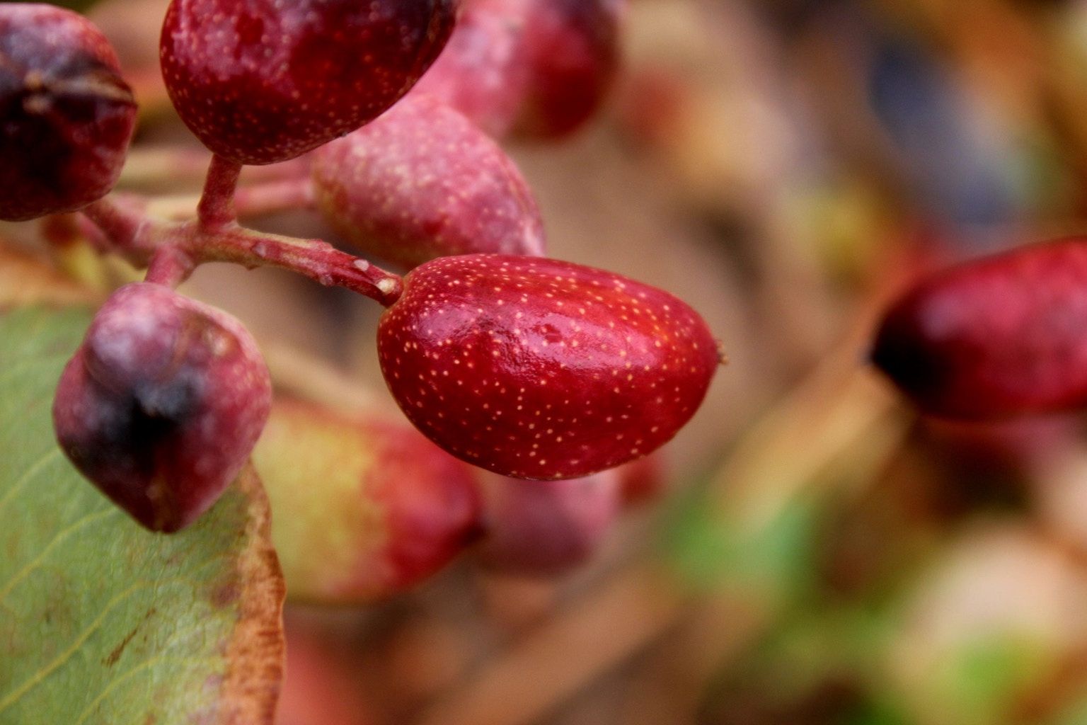 Pistachier : Conseils plantation et entretien de cet arbre