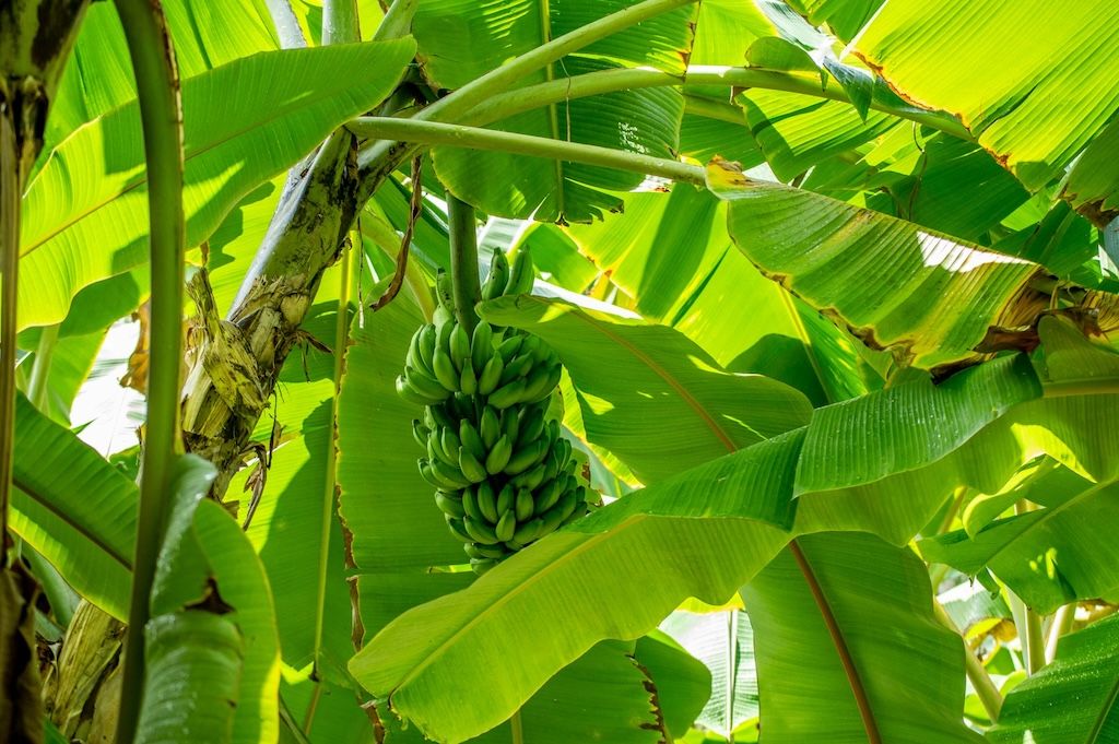 10 Types De Bananiers | Quelle variété de bananes choisir pour cuisiner ...