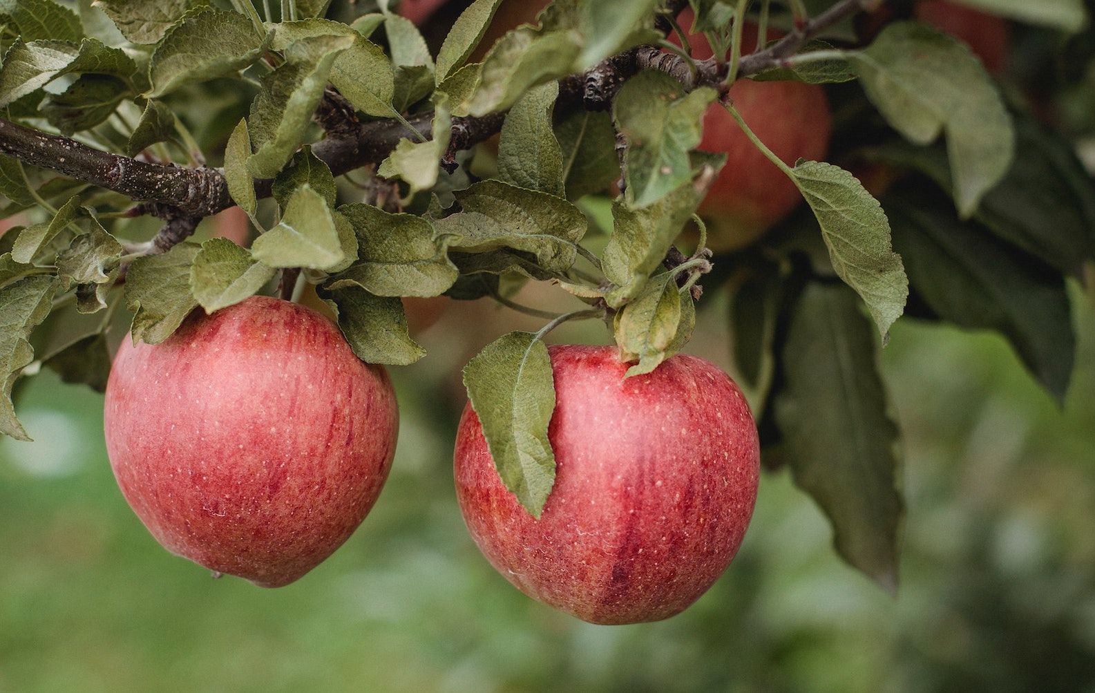 Pommier : Achat, vente en ligne et plantation 🍎